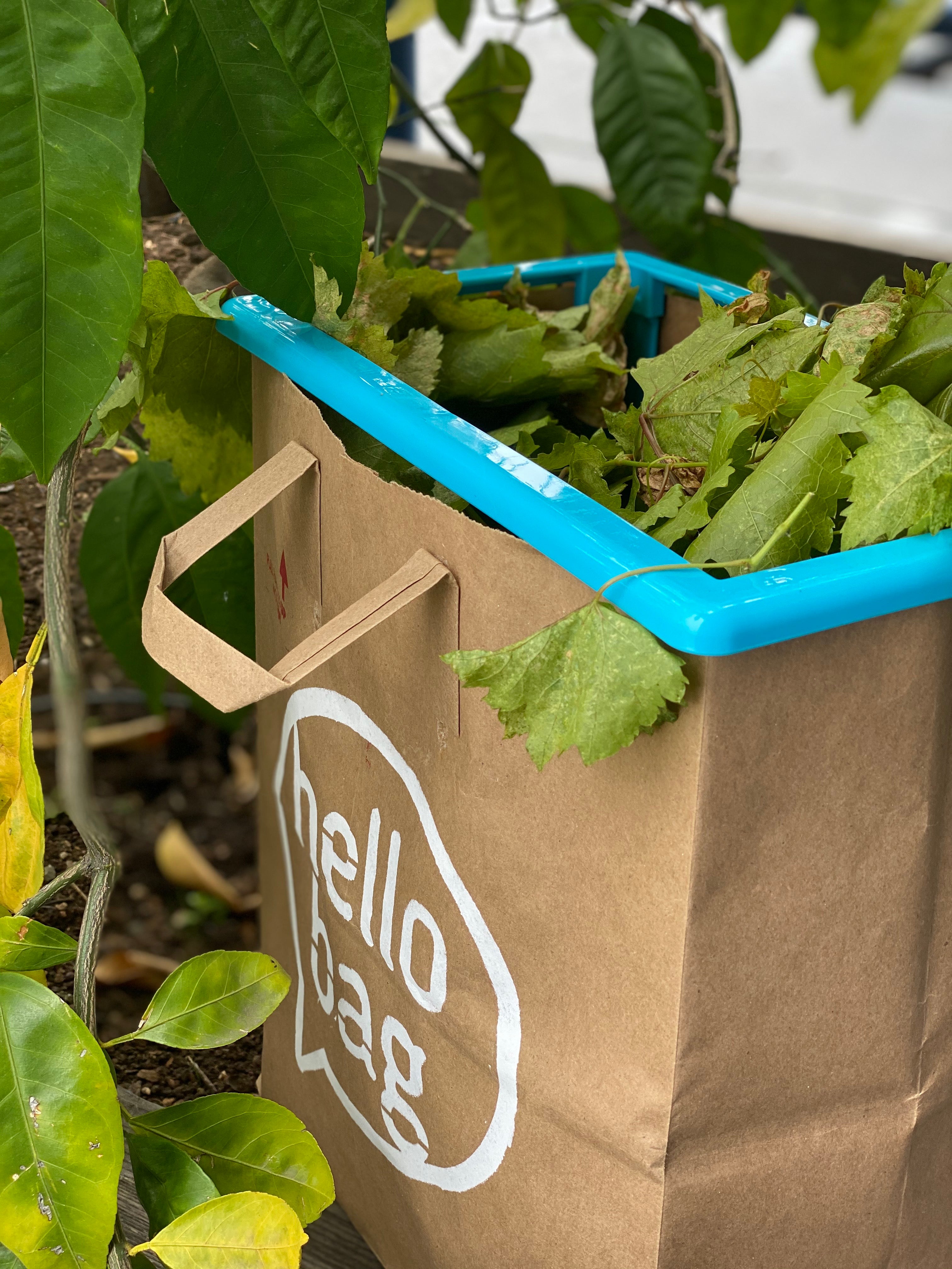 Choose Hello Bag – Hello Bag LLC